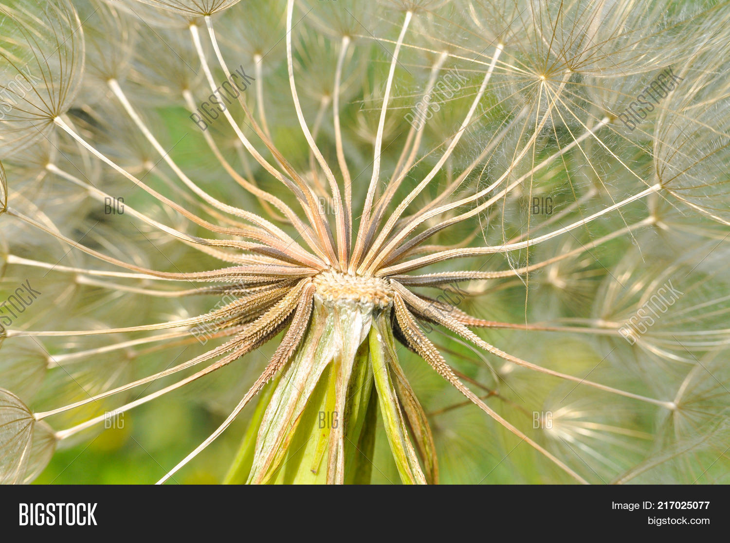 Yellow Salsify Flower Image & Photo (Free Trial) | Bigstock
