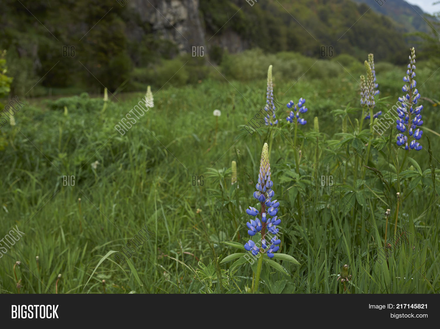 Spring Flowers Valley Image & Photo (Free Trial) | Bigstock