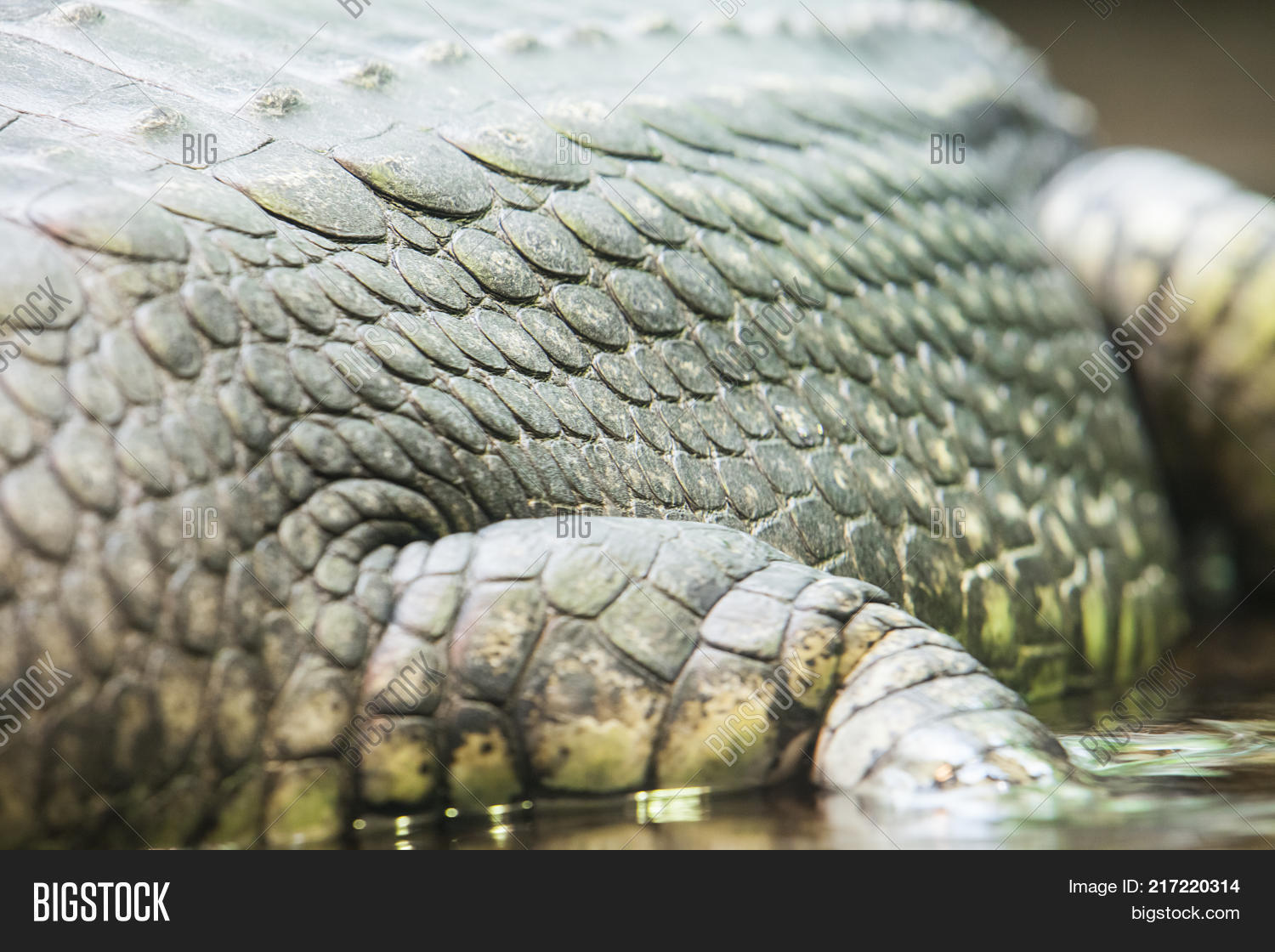 Gharial Crocodile, Image & Photo (Free Trial) | Bigstock