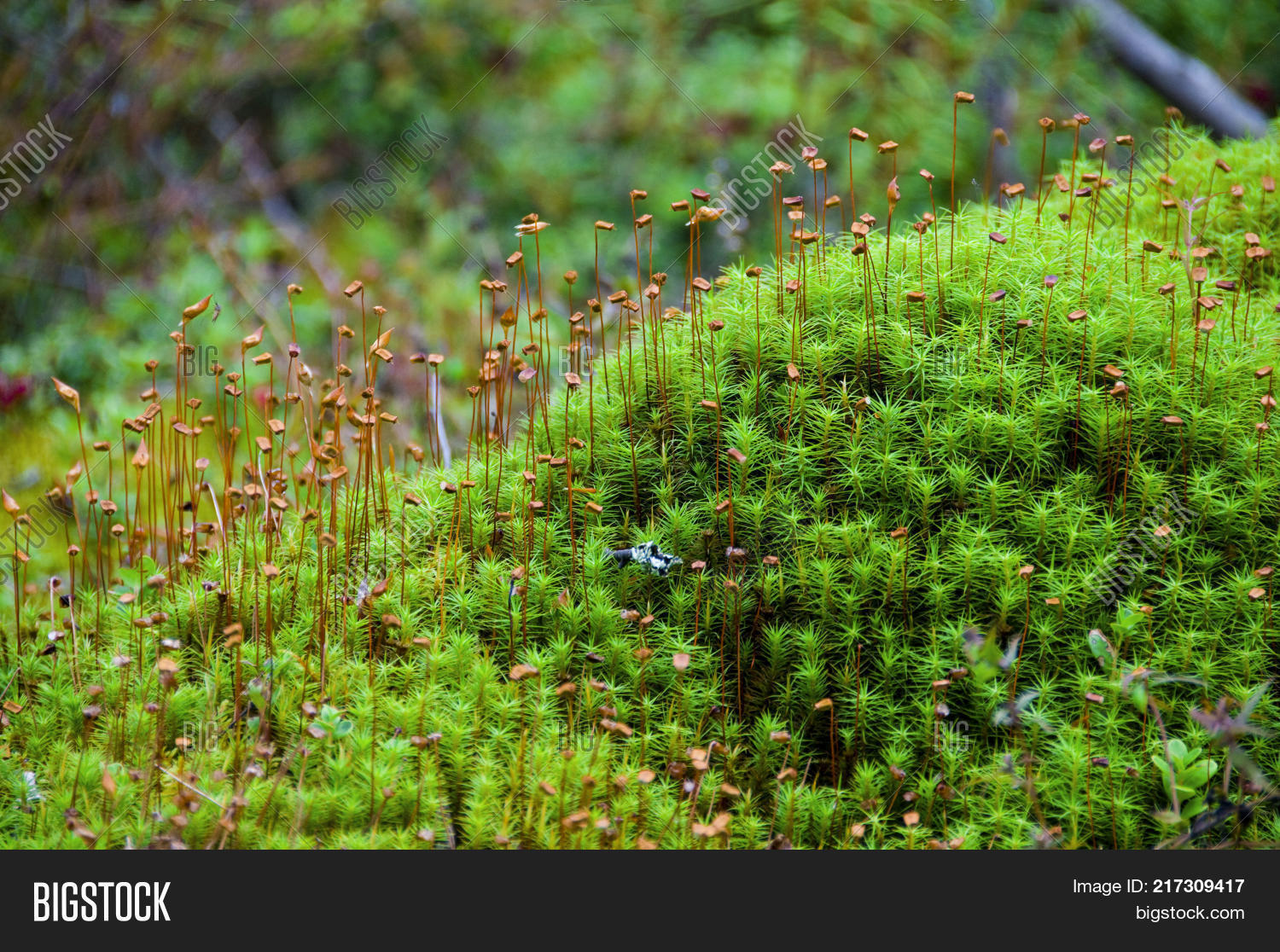 Sporophytes Image & Photo (Free Trial) | Bigstock