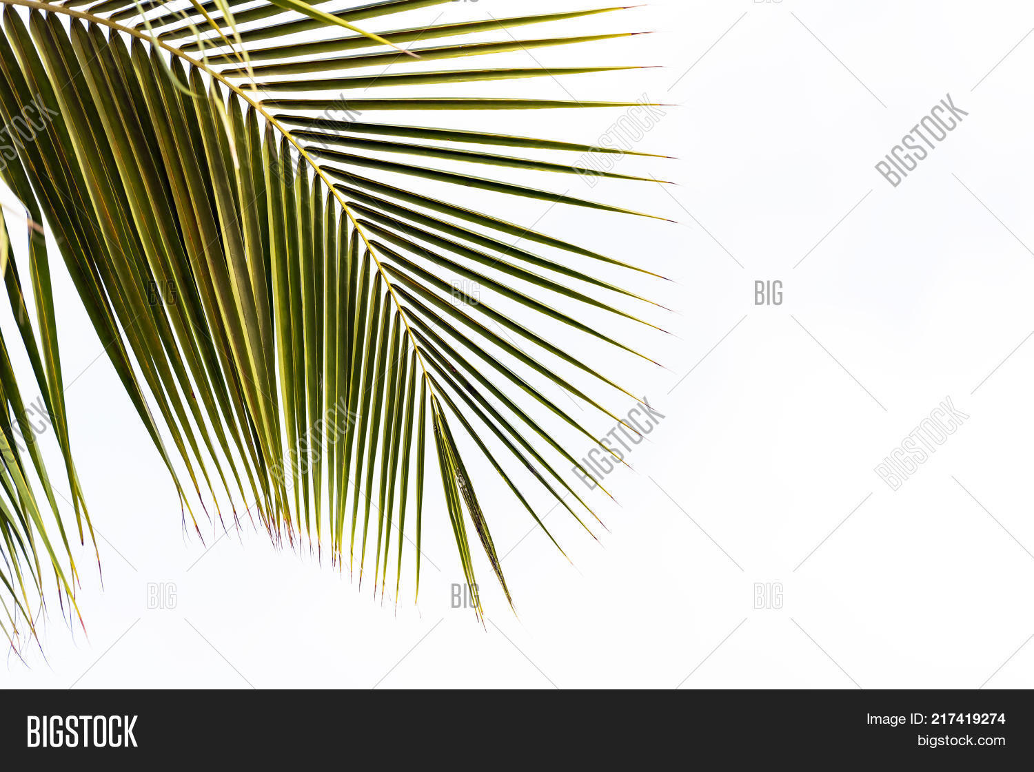 View Palm Branch On Image & Photo (Free Trial) | Bigstock