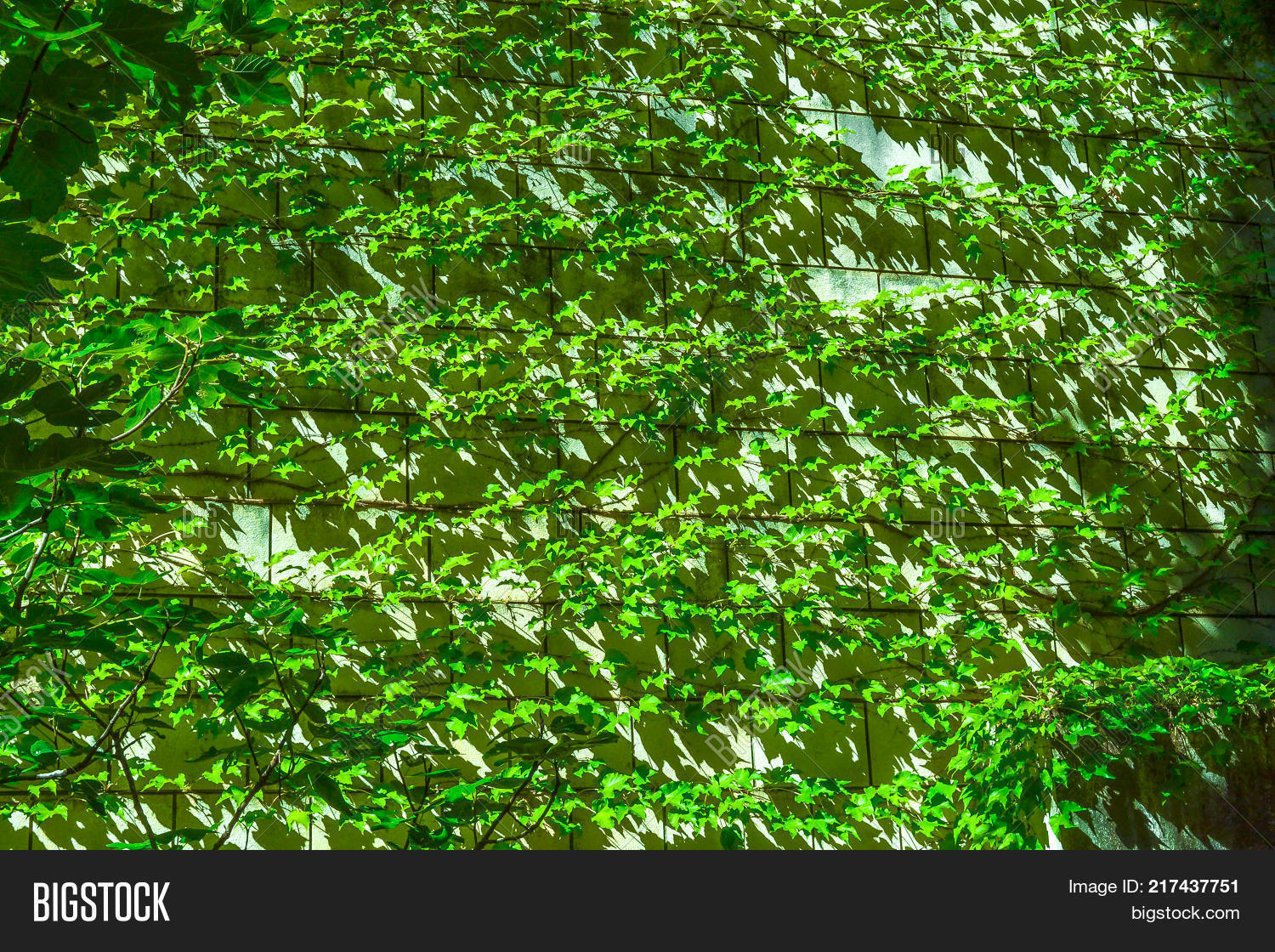 Ivy Texture. Ivy Hedge Image & Photo (Free Trial) | Bigstock