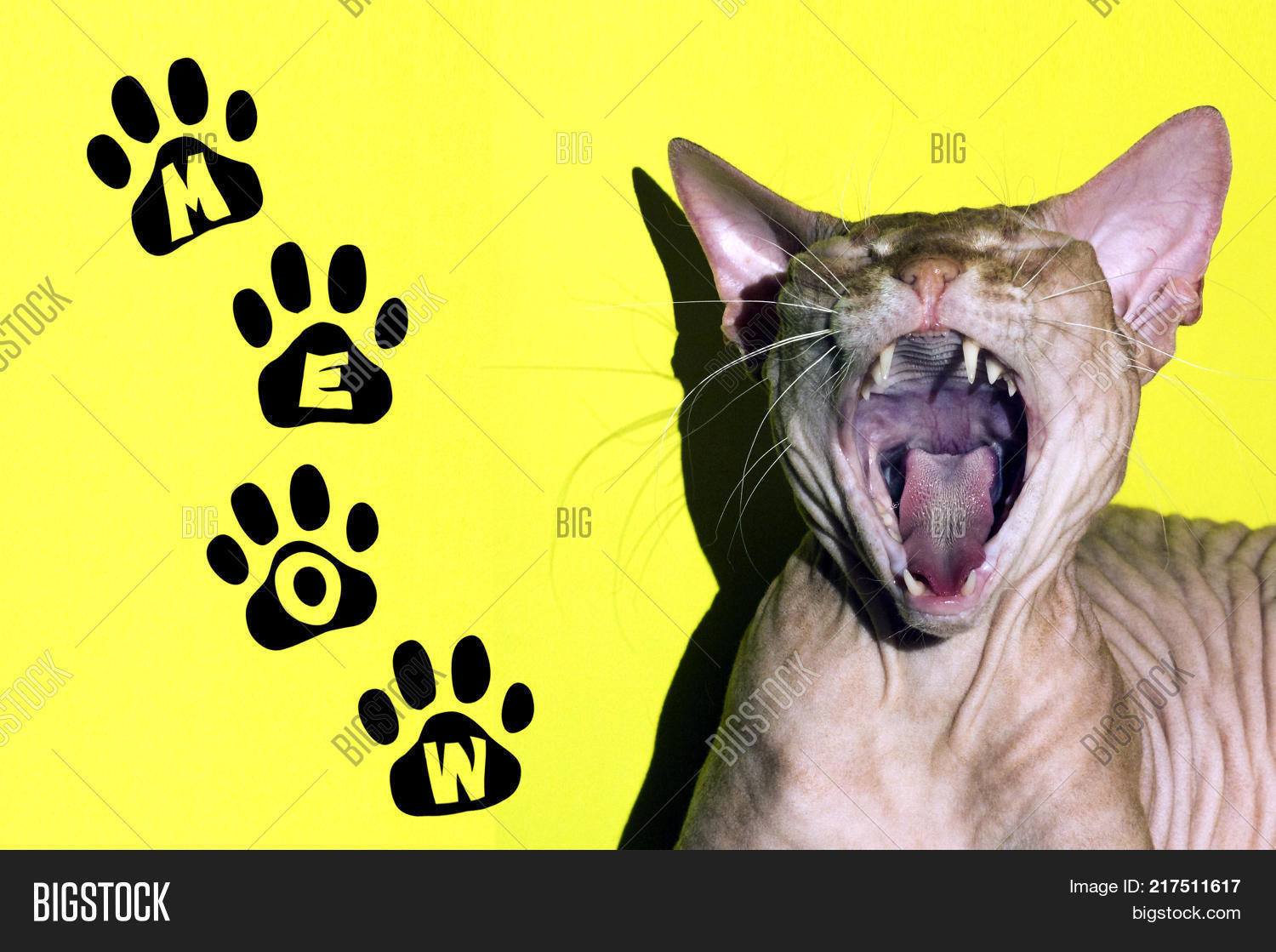 Cat Canadian Sphinx Image & Photo (Free Trial) | Bigstock