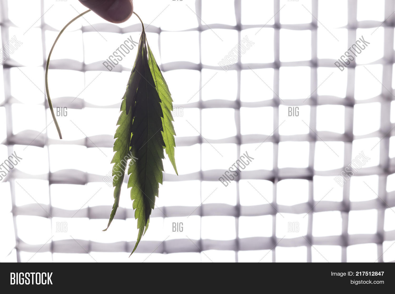 Fading Cannabis Leaf Image & Photo (Free Trial) | Bigstock