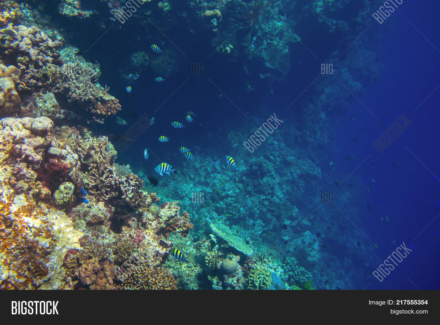 Coral Reef Wall Image & Photo (Free Trial) | Bigstock