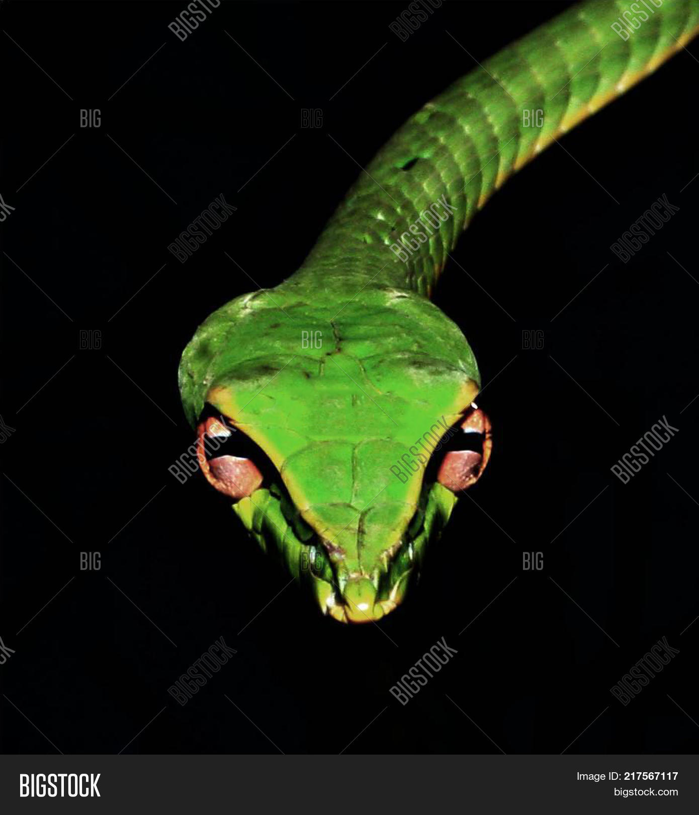 Ahaetulla Nasuta Green Image & Photo (Free Trial) | Bigstock