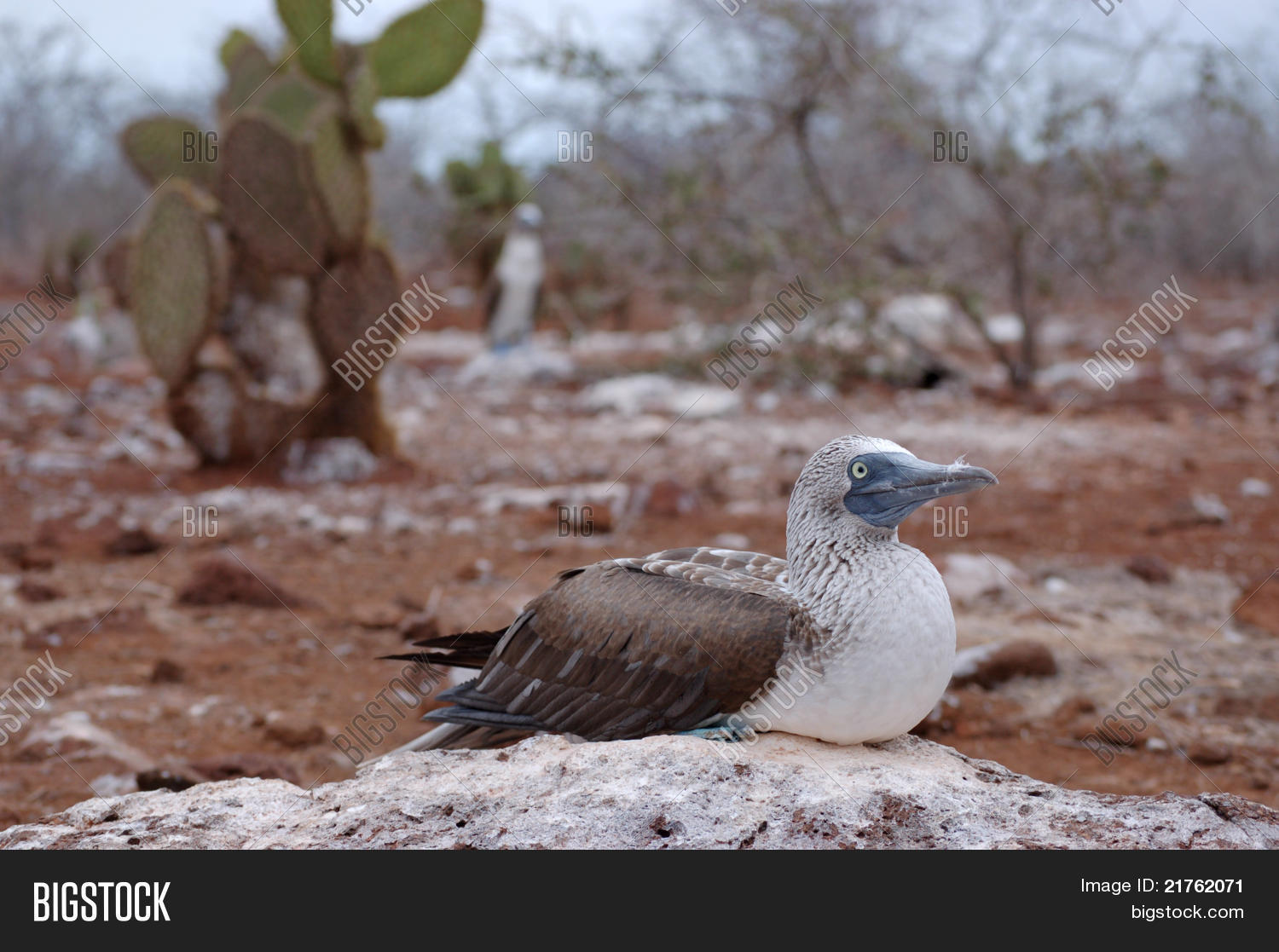 Blue Booby Bird Image & Photo (Free Trial) | Bigstock