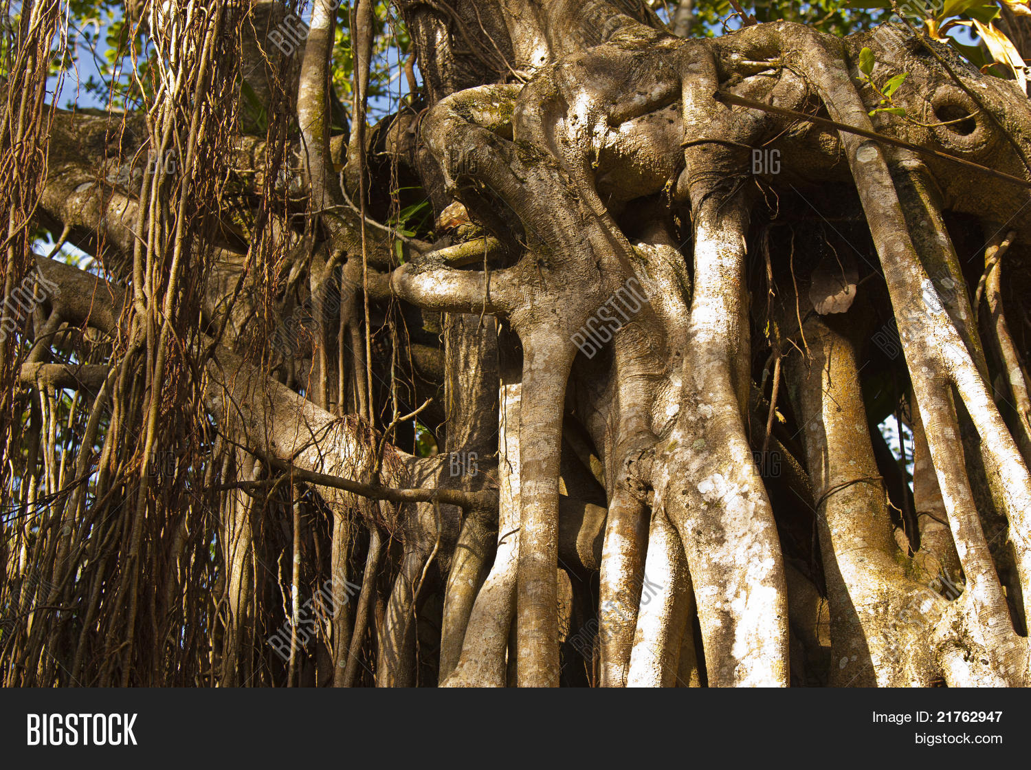 Strangler Fig Image & Photo (Free Trial) | Bigstock
