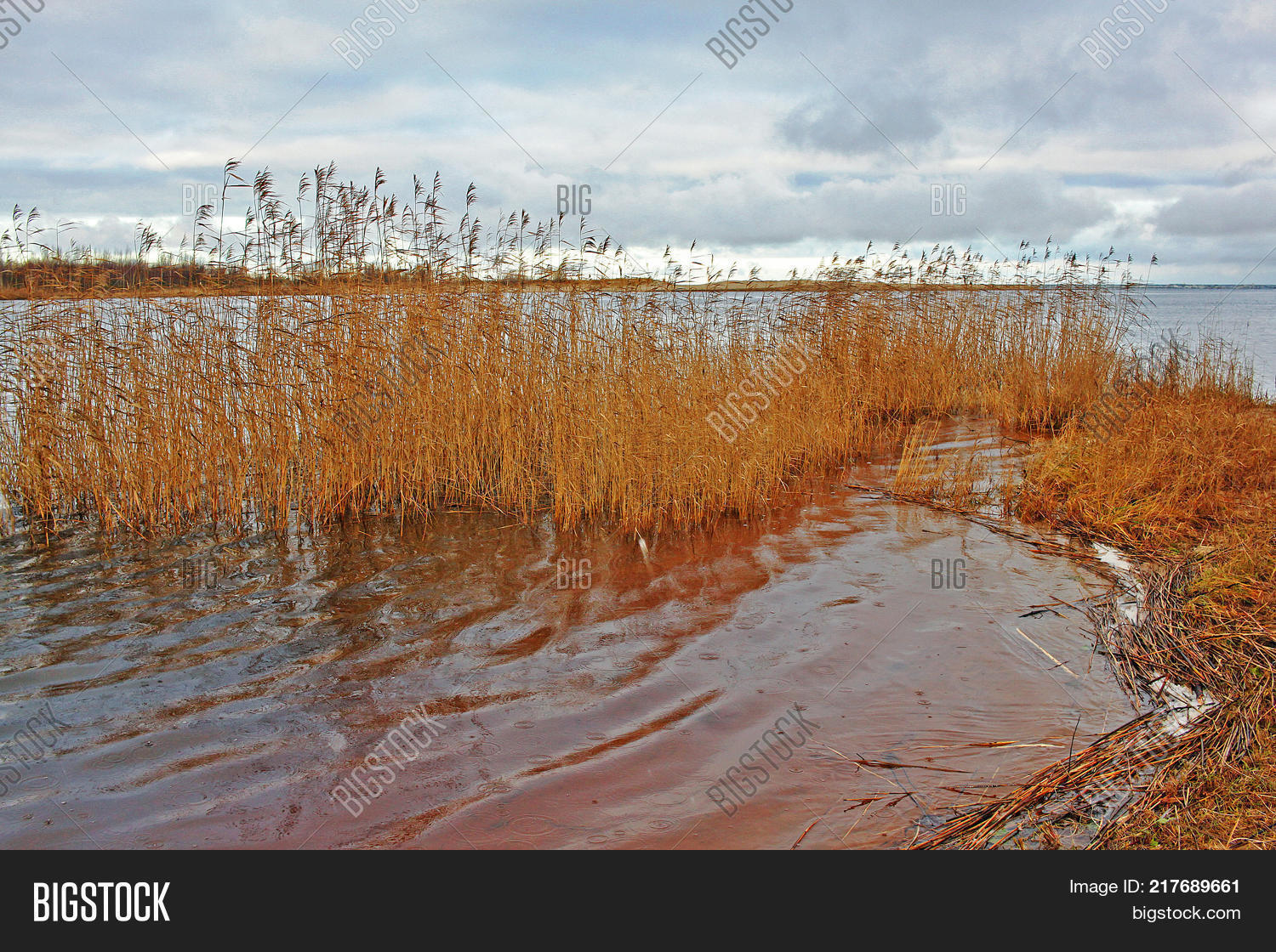 Green Glyceria Maxima Image & Photo (Free Trial) | Bigstock