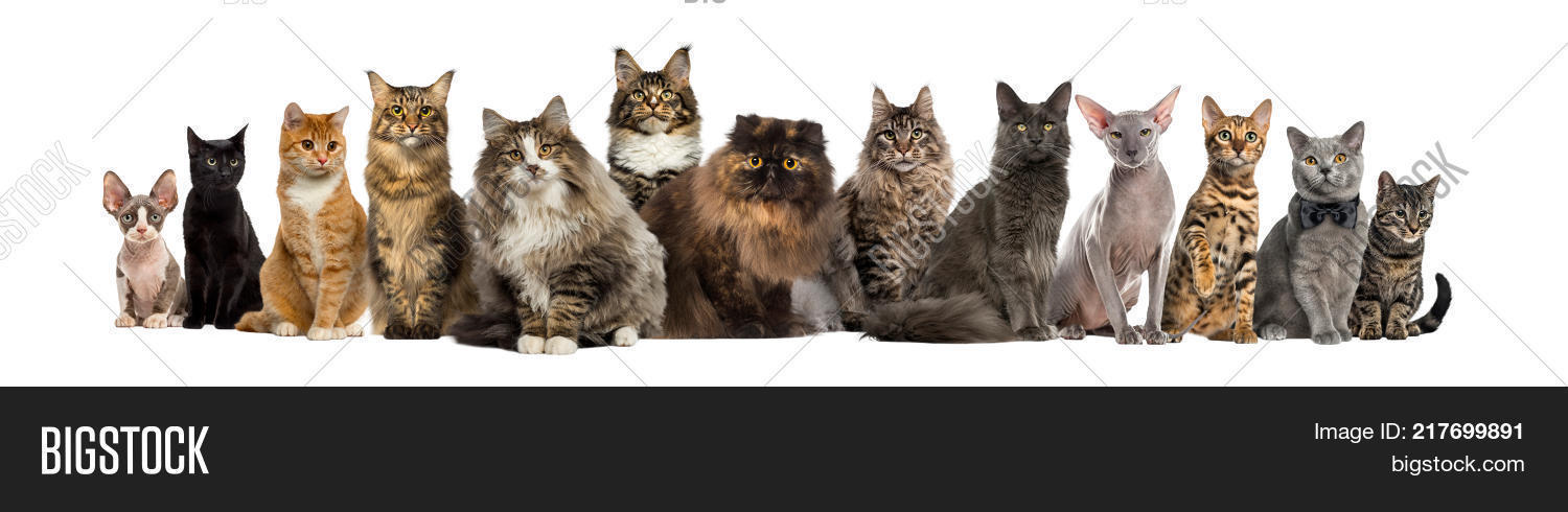 Many Cats Sitting Row Image & Photo (Free Trial) | Bigstock