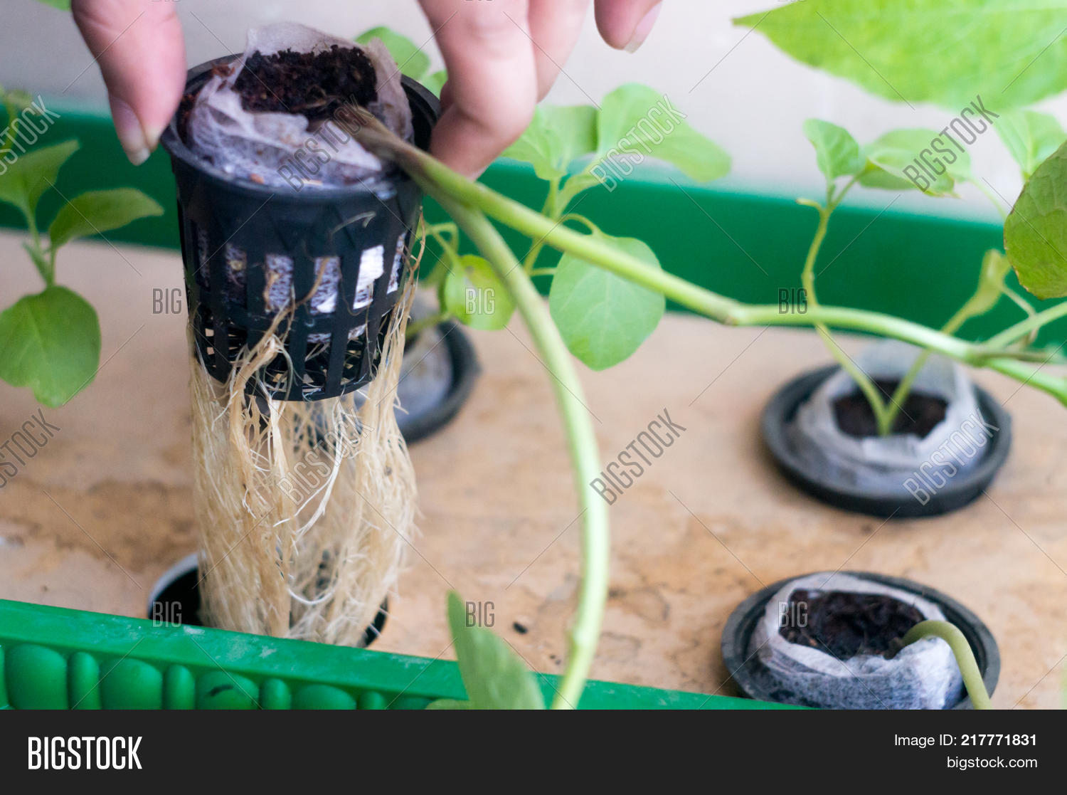 Hand Holding Net Pot Image & Photo (Free Trial) | Bigstock