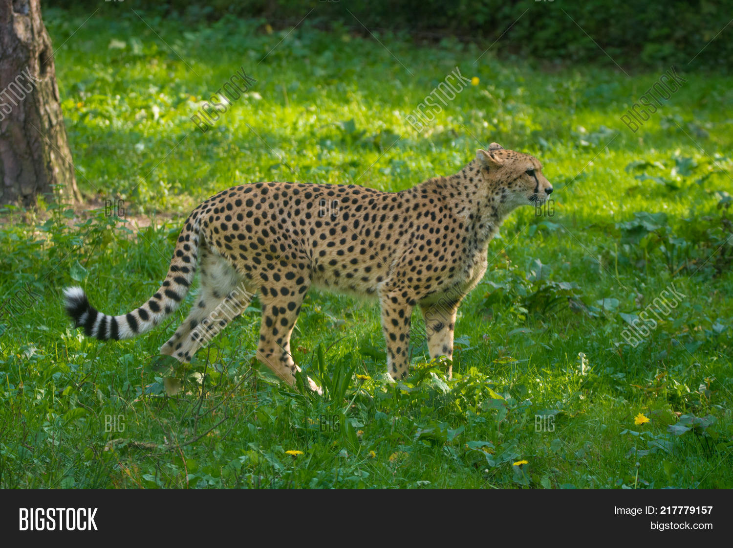 Red List Animal - Image & Photo (Free Trial) | Bigstock
