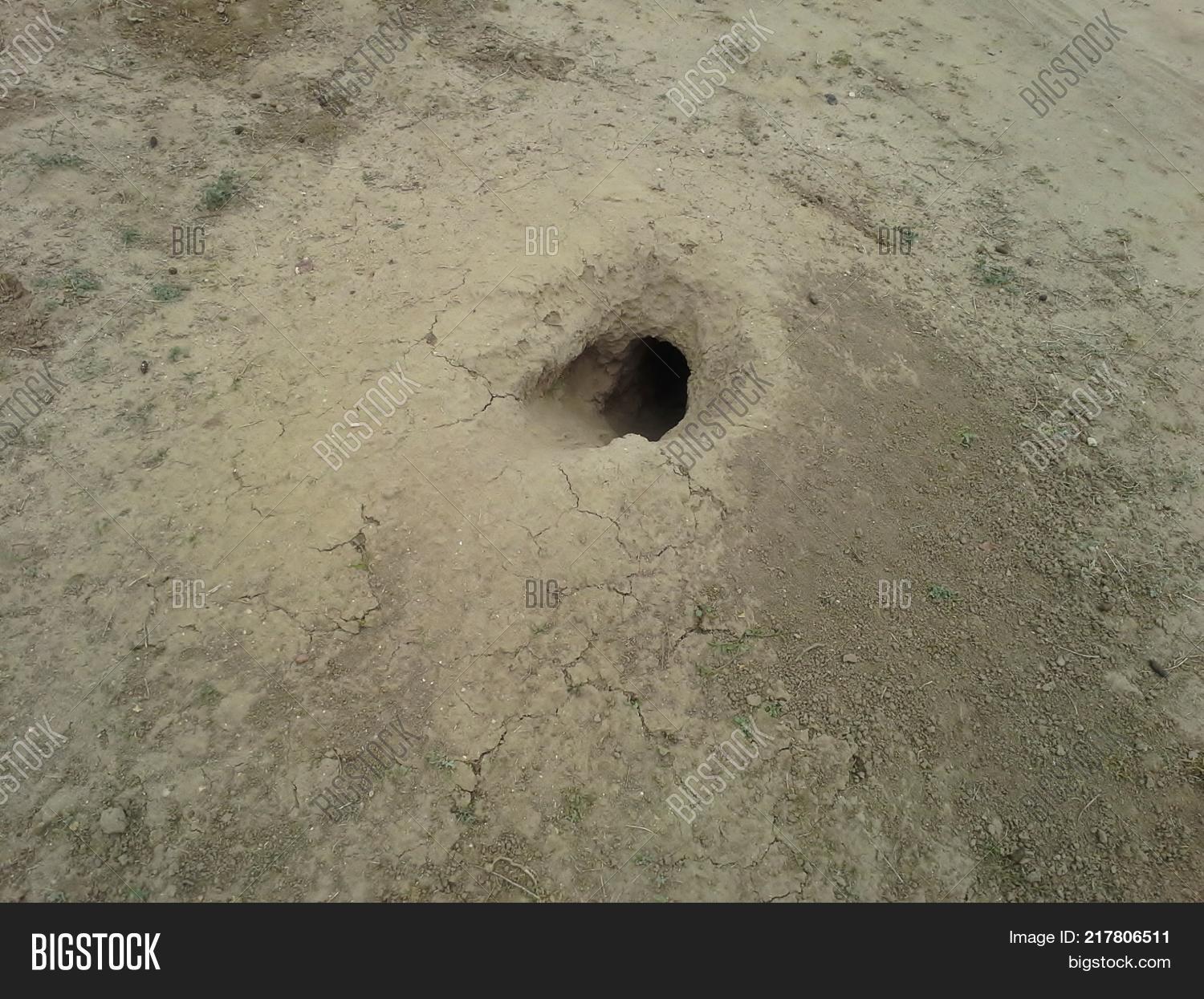 Prairie Dog Hole Brown Image & Photo (Free Trial) | Bigstock