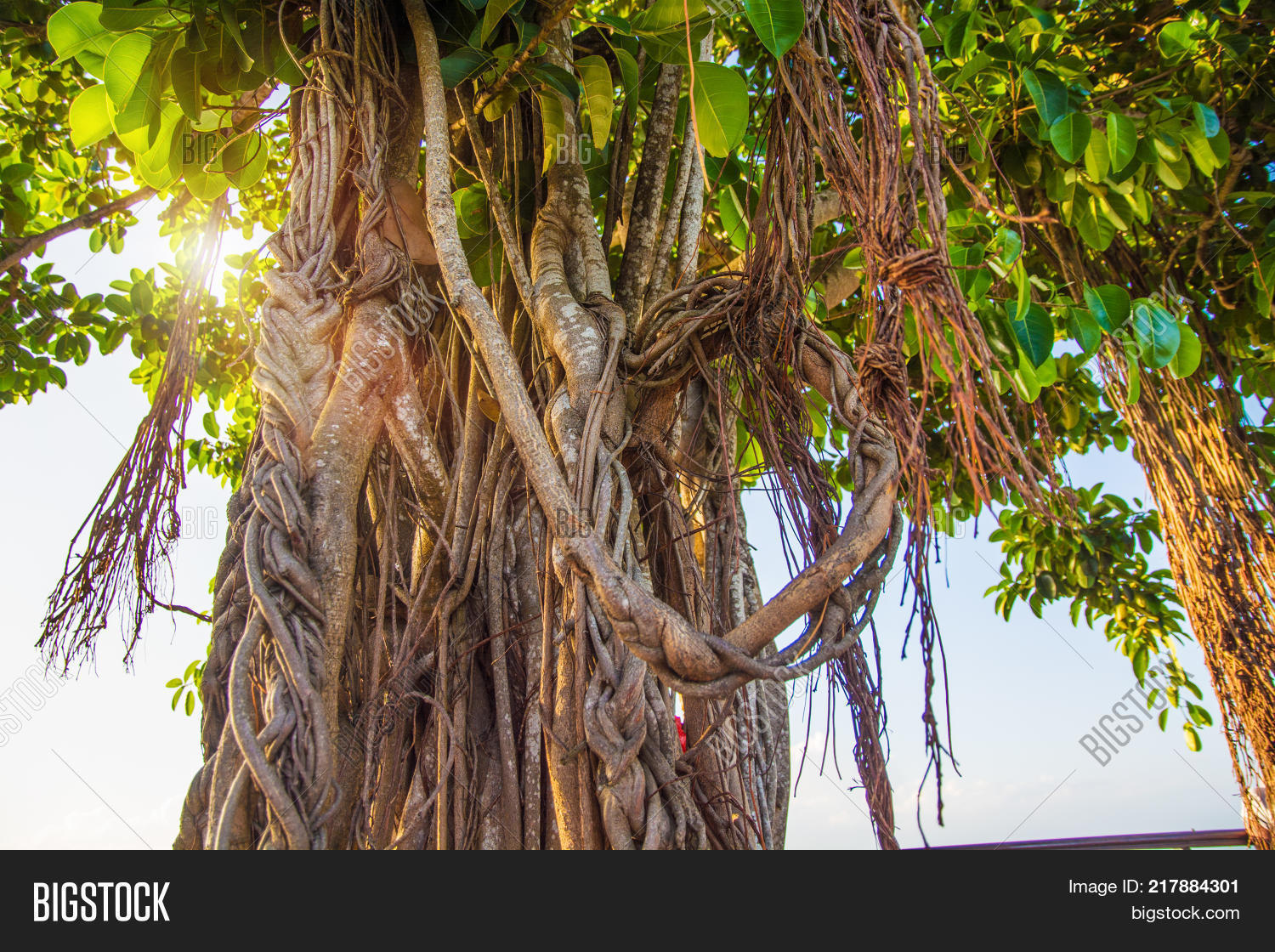 High Old Trees Roots Image & Photo (Free Trial) | Bigstock