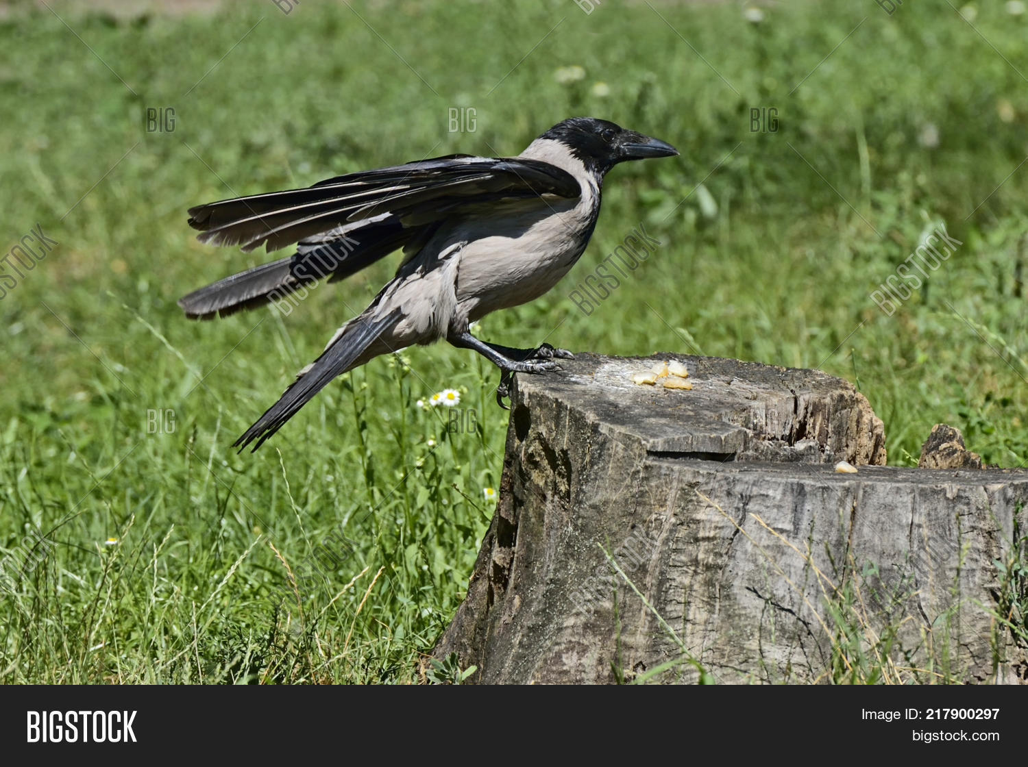 Gray Raven Arrived Image & Photo (Free Trial) | Bigstock