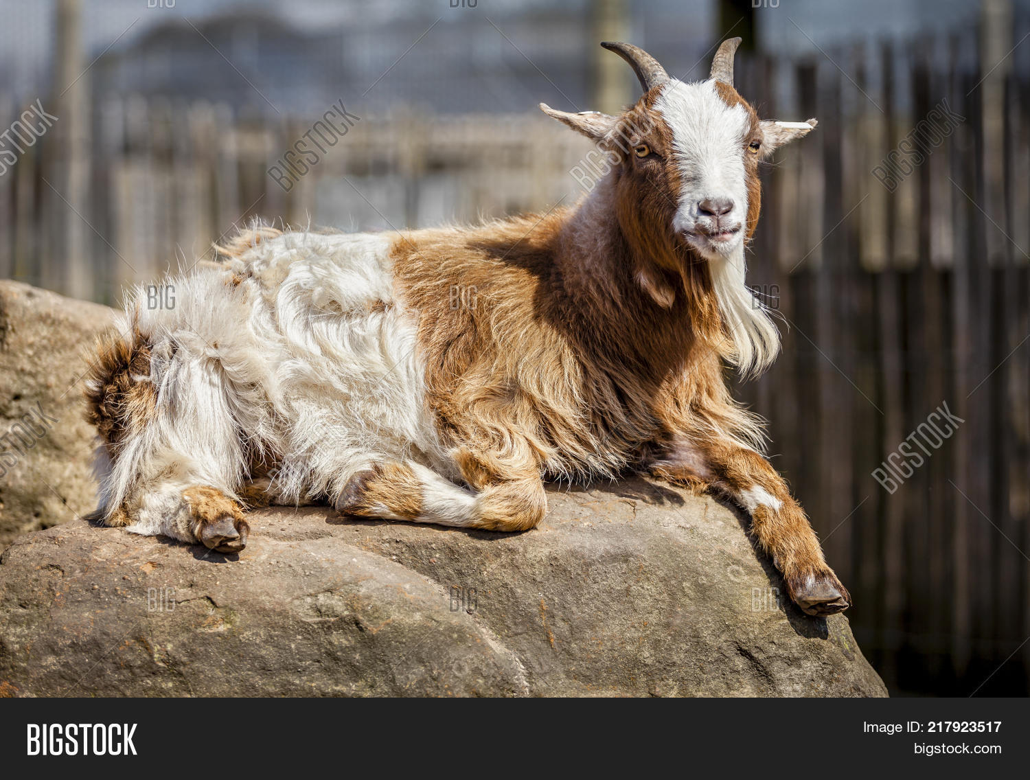 African Pygmy Goat Image & Photo (Free Trial) | Bigstock