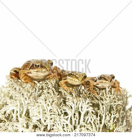 Imagen y foto Three Tiny Frogs On (prueba gratis) | Bigstock