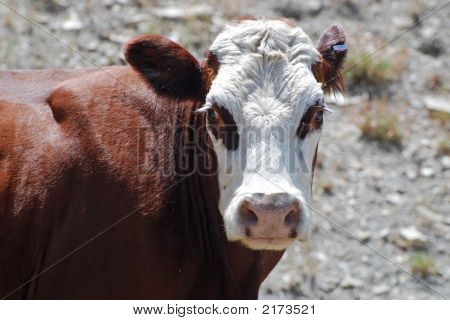 Cross Bred Cow Image & Photo (Free Trial) | Bigstock