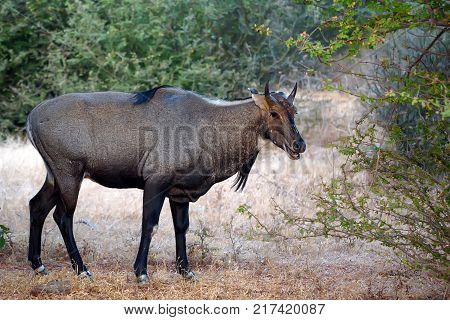 Close Male Nilgai, Image & Photo (Free Trial) | Bigstock