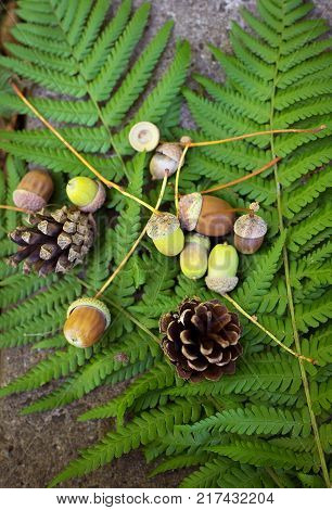 Spiky Ferns Images, Illustrations & Vectors (Free) - Bigstock