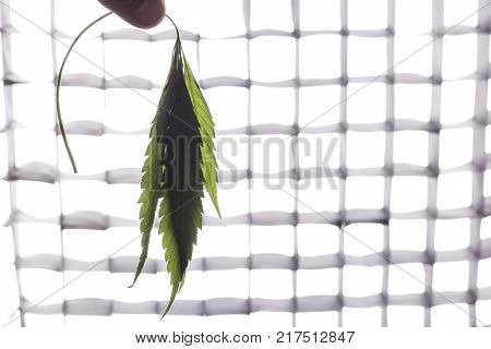 Fading Cannabis Leaf Image & Photo (Free Trial) | Bigstock