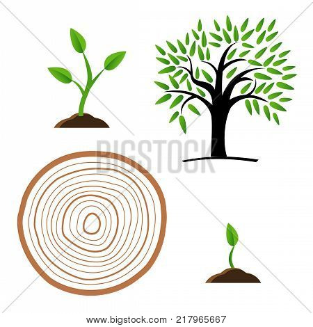 Set Stages Tree Vector & Photo (Free Trial) | Bigstock