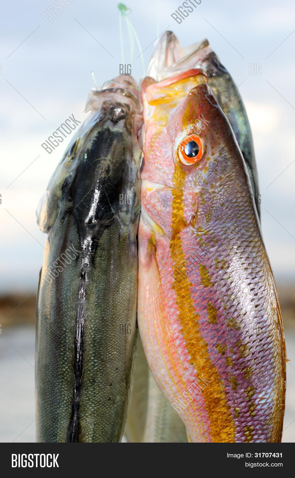 Selling Fish On Beach Image & Photo (Free Trial) | Bigstock