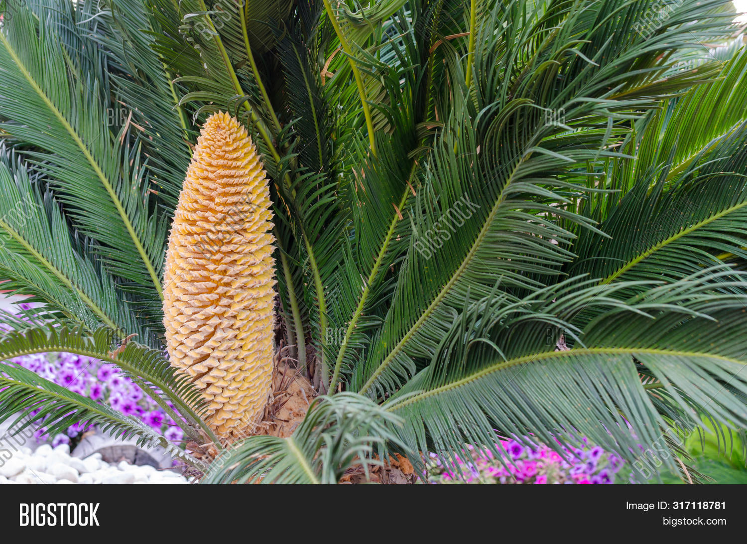 Cycas Revoluta Male Image & Photo (Free Trial) | Bigstock