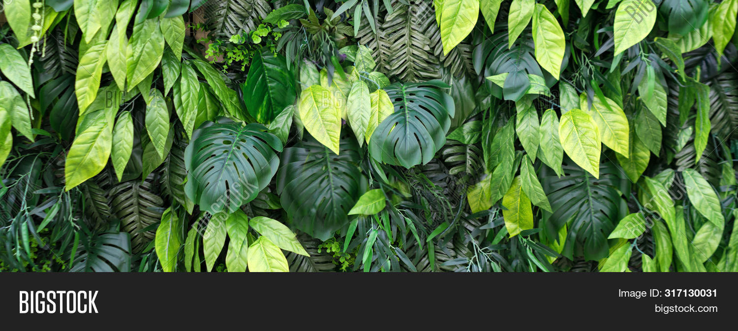 Tropical Leaves Image & Photo (Free Trial) | Bigstock