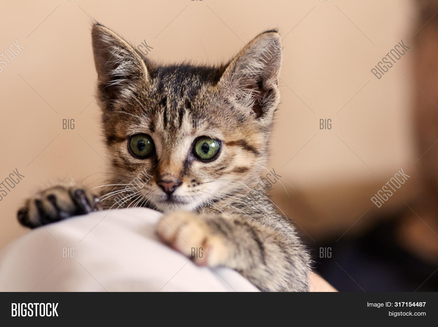 Funny Scared Animal Faces