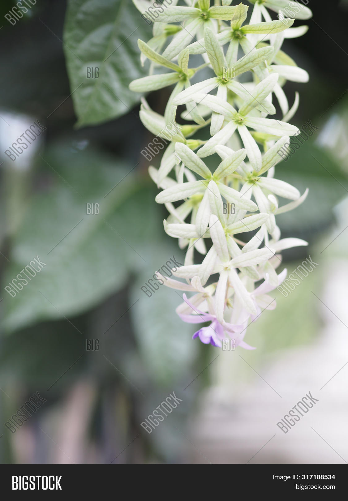 Purple Flower With 5 Pointed Petals | Best Flower Site