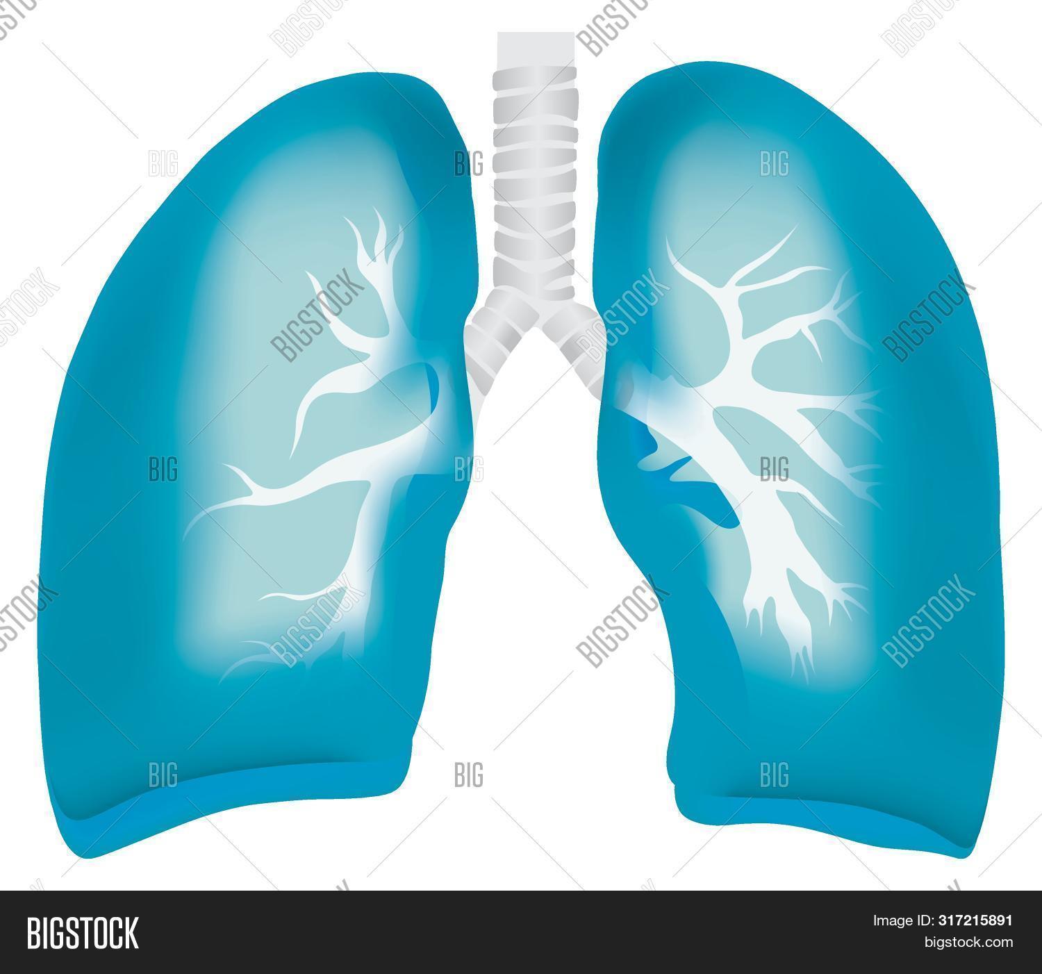 Blue Lungs 3d Image & Photo (Free Trial) | Bigstock