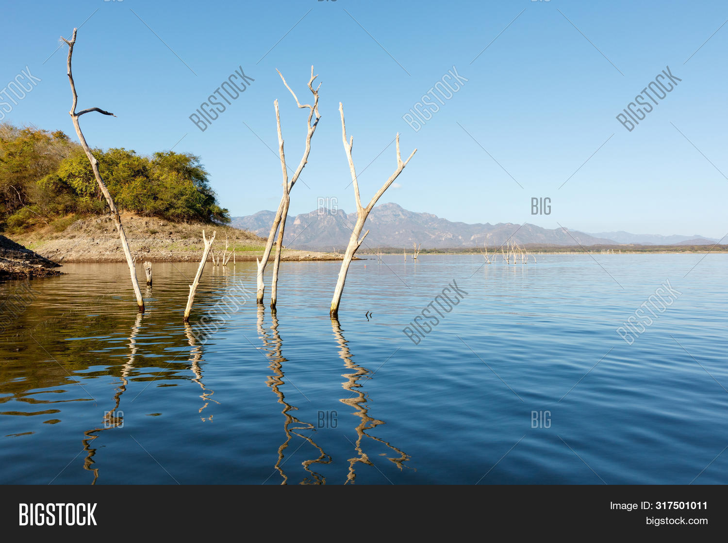 Mesquite Trees Image & Photo (Free Trial) | Bigstock