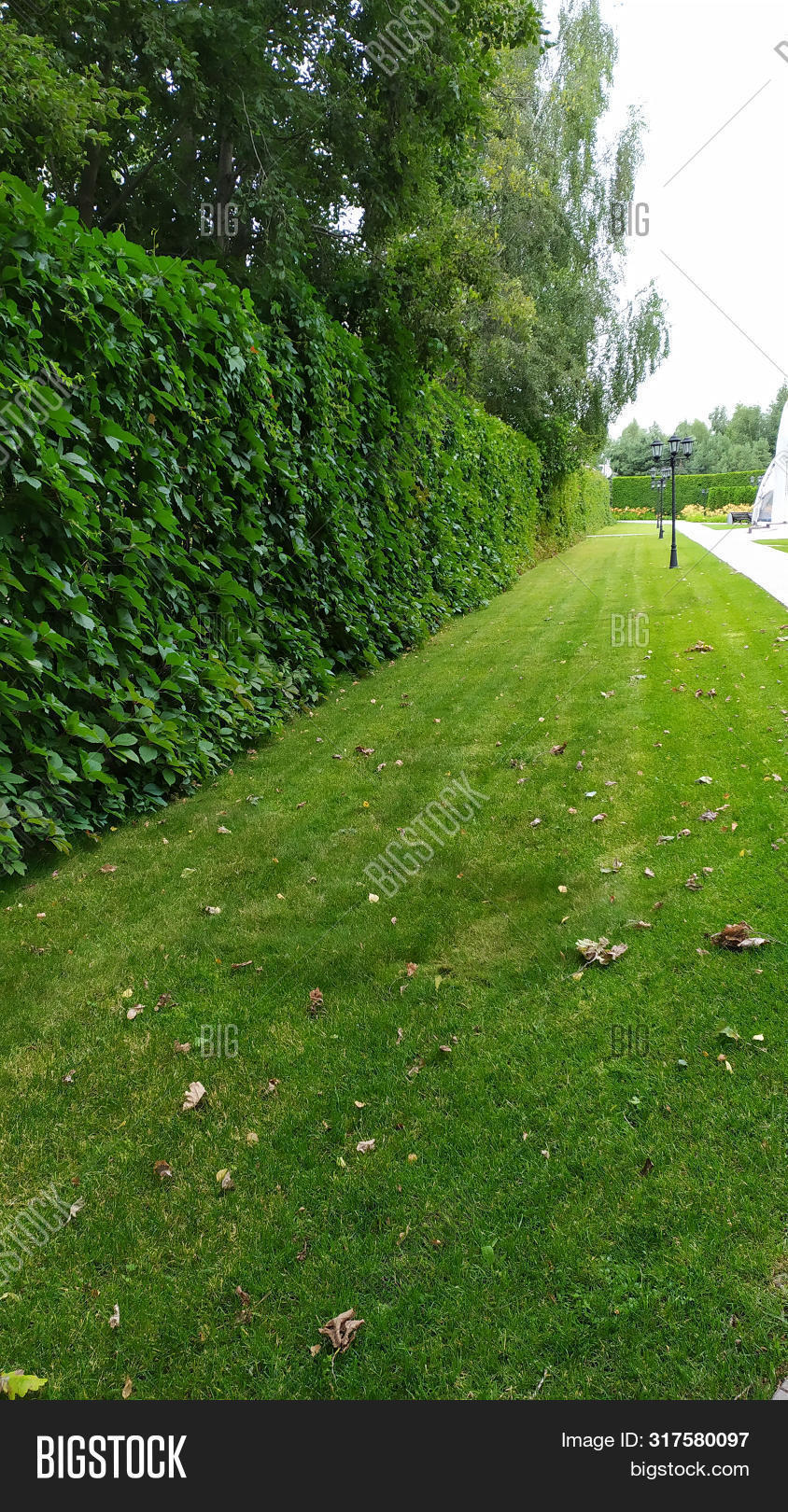 Tall Hedgerow Green Image & Photo (Free Trial) | Bigstock