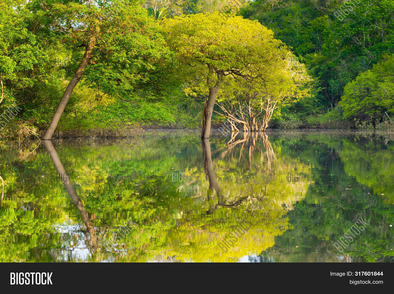 Panorama Amazon Image & Photo (Free Trial) | Bigstock