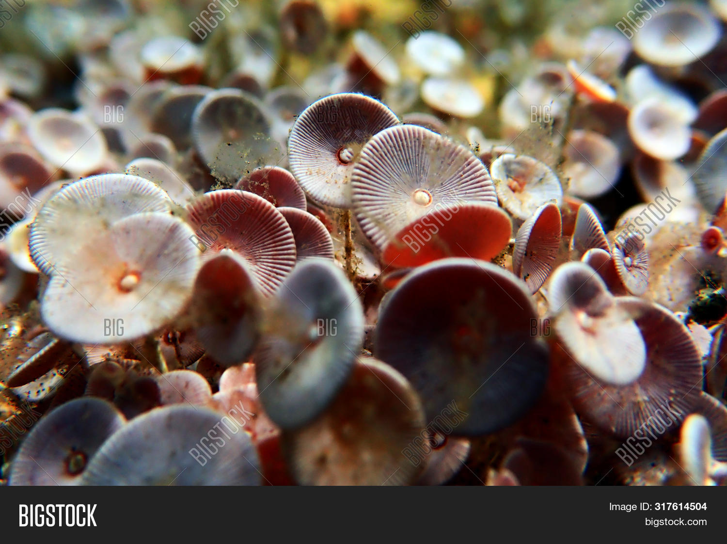 Acetabularia Image & Photo (Free Trial) | Bigstock