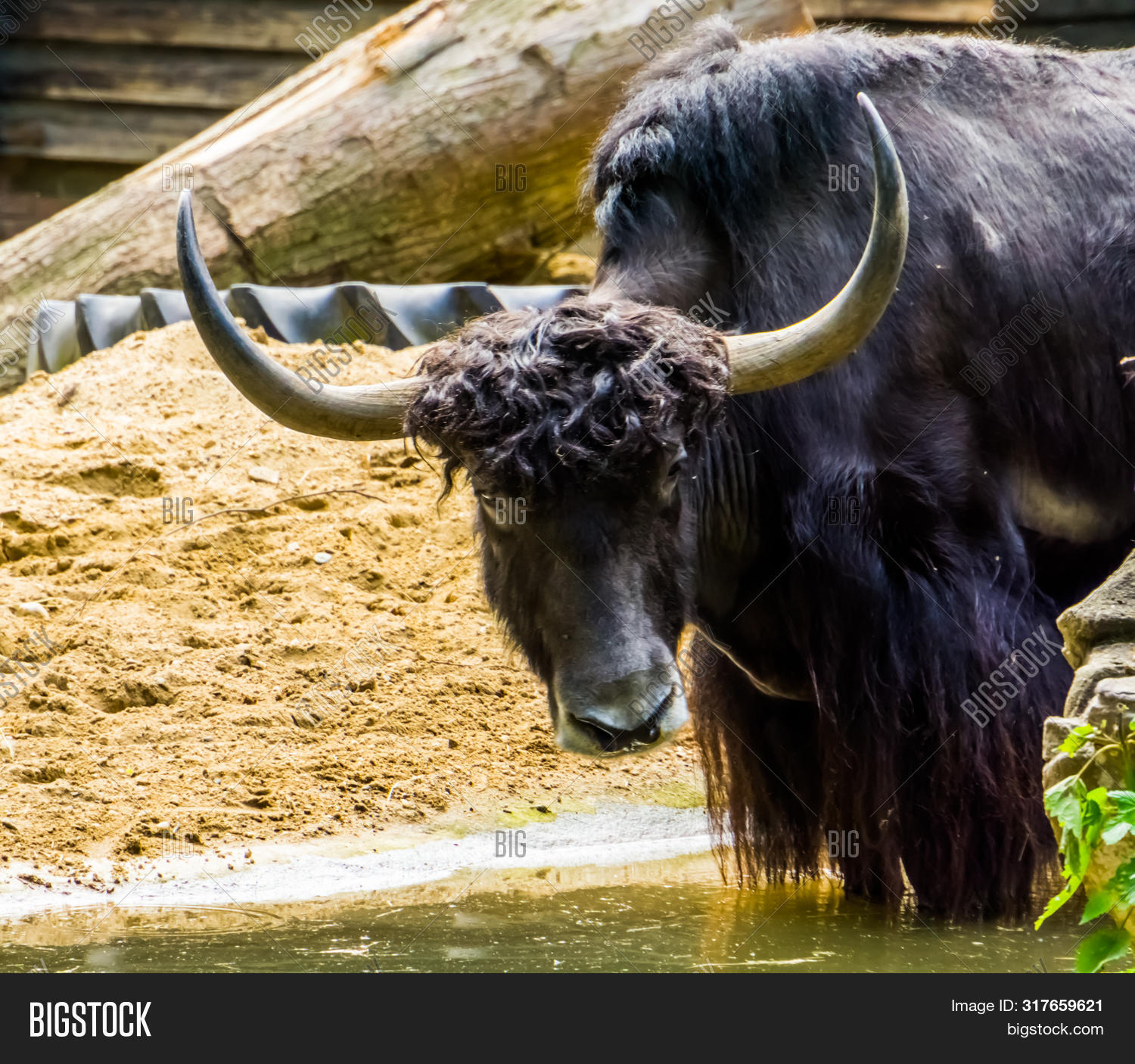 Wild Yak Face Closeup Image & Photo (Free Trial) | Bigstock