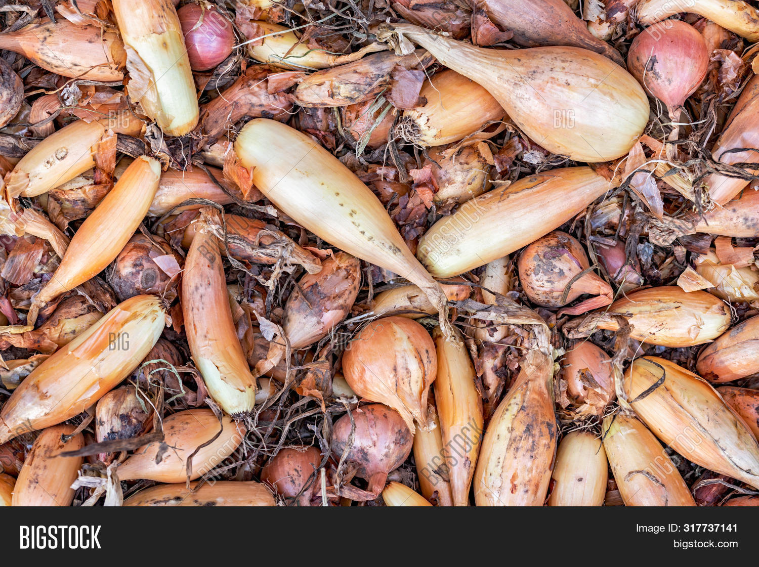 Fresh Onions. Onions Image & Photo (Free Trial) | Bigstock