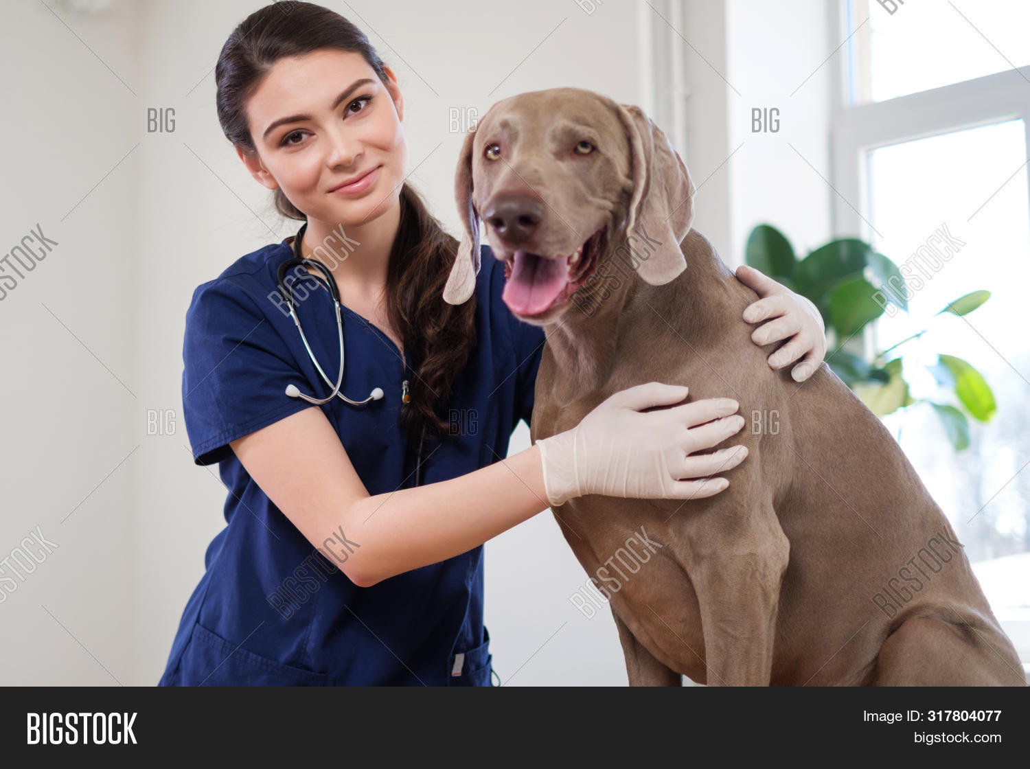 Imagen y foto Veterinary Surgeon (prueba gratis) | Bigstock
