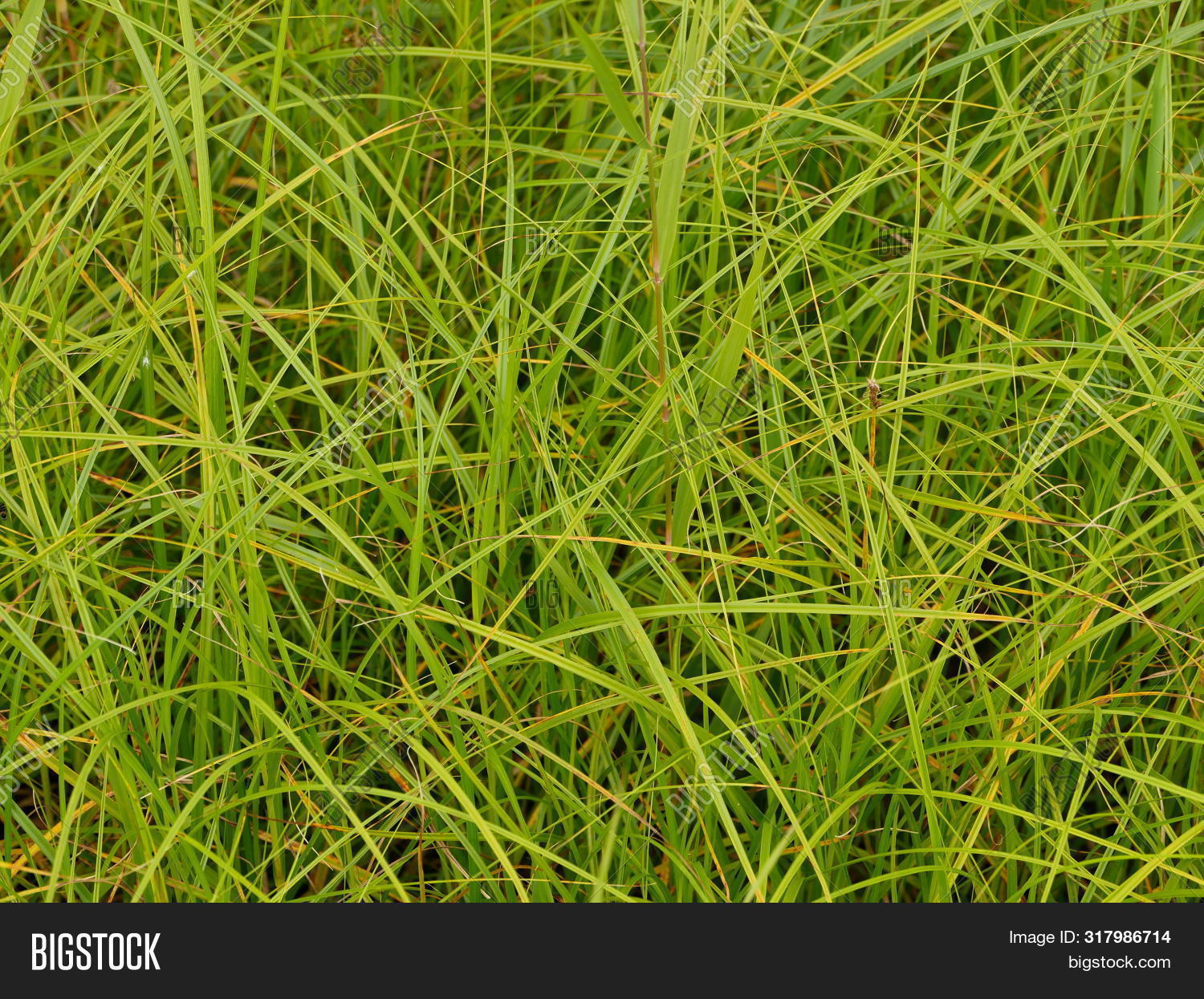 Green Sedge Plants Image & Photo (Free Trial) | Bigstock