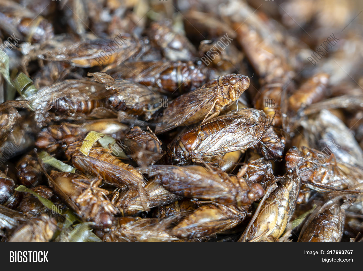 Deep Fried Cicada One Image & Photo (Free Trial) | Bigstock