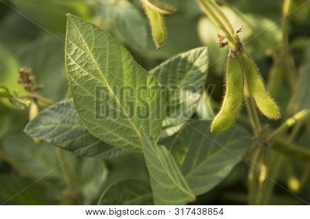 Agricultural Soybean Image & Photo (Free Trial) | Bigstock