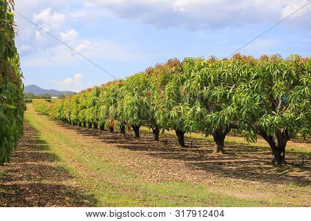 Mango Trees On Farm. Image & Photo (Free Trial) | Bigstock