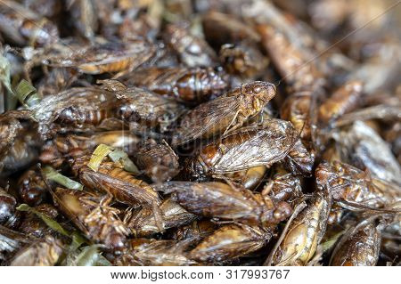 Deep Fried Cicada One Image & Photo (Free Trial) | Bigstock