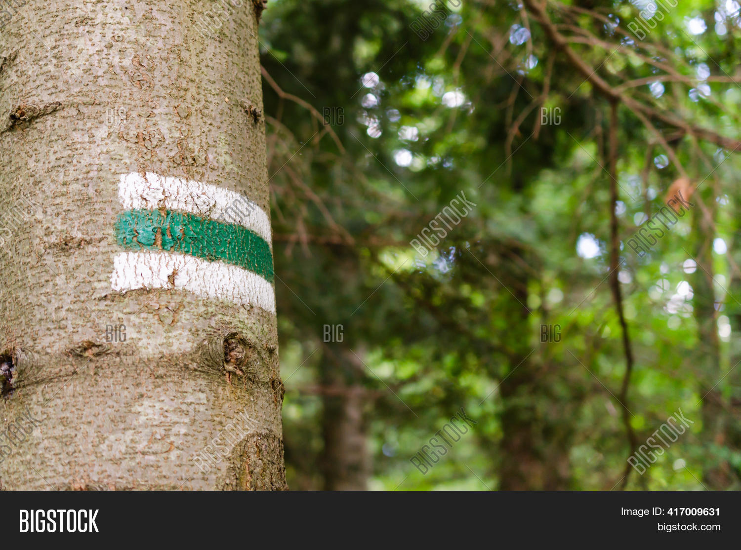 Green Hiking Trail Image & Photo (Free Trial) | Bigstock