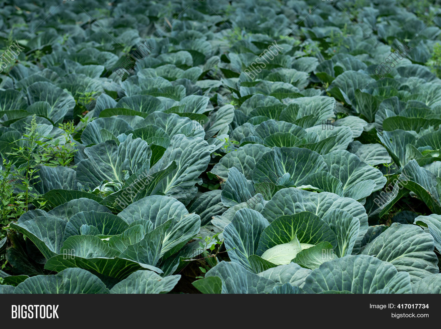 Biggest Cabbage Plant Image & Photo (Free Trial) | Bigstock