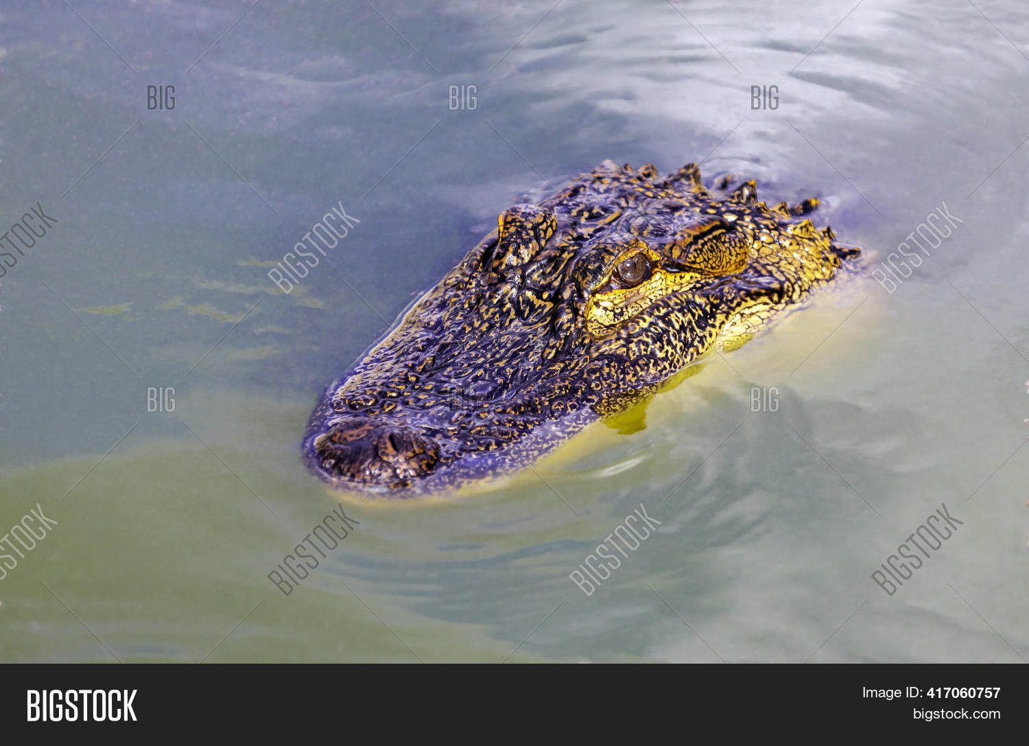 Head Predatory Reptile Image & Photo (Free Trial) | Bigstock
