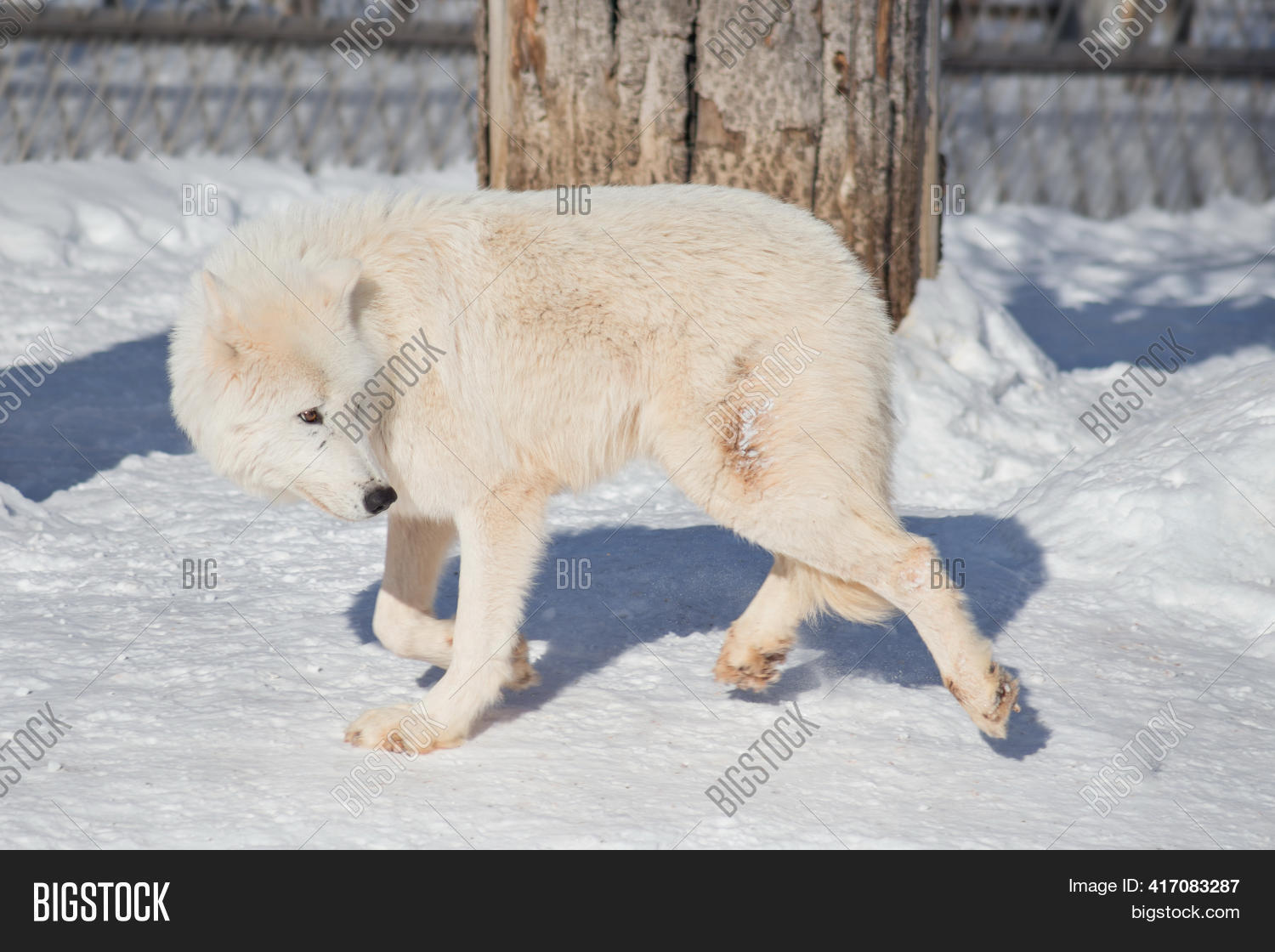 Wild White Wolf Image & Photo (Free Trial) | Bigstock