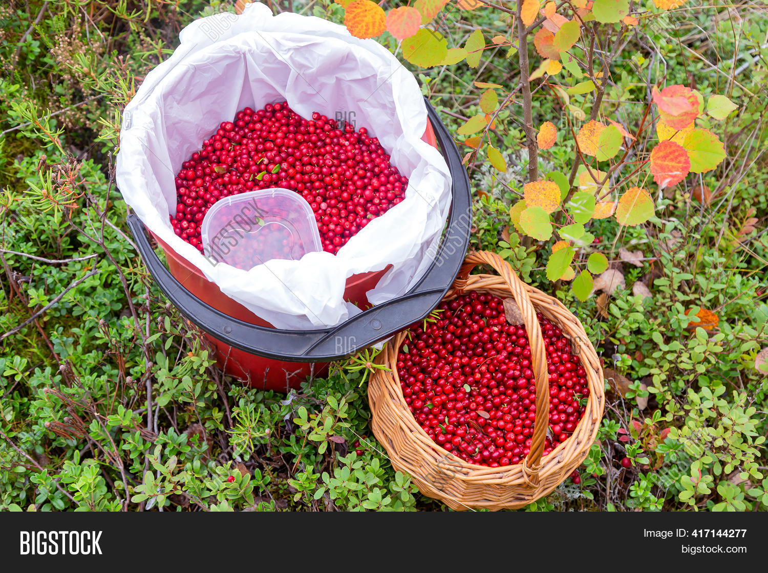 Big Bucket Wicker Image & Photo (Free Trial) | Bigstock