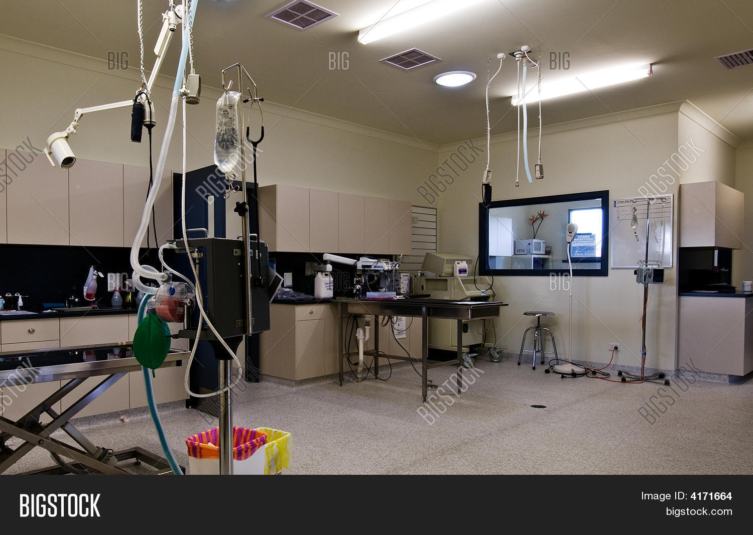 Veterinarian Clinic Image & Photo (Free Trial) | Bigstock